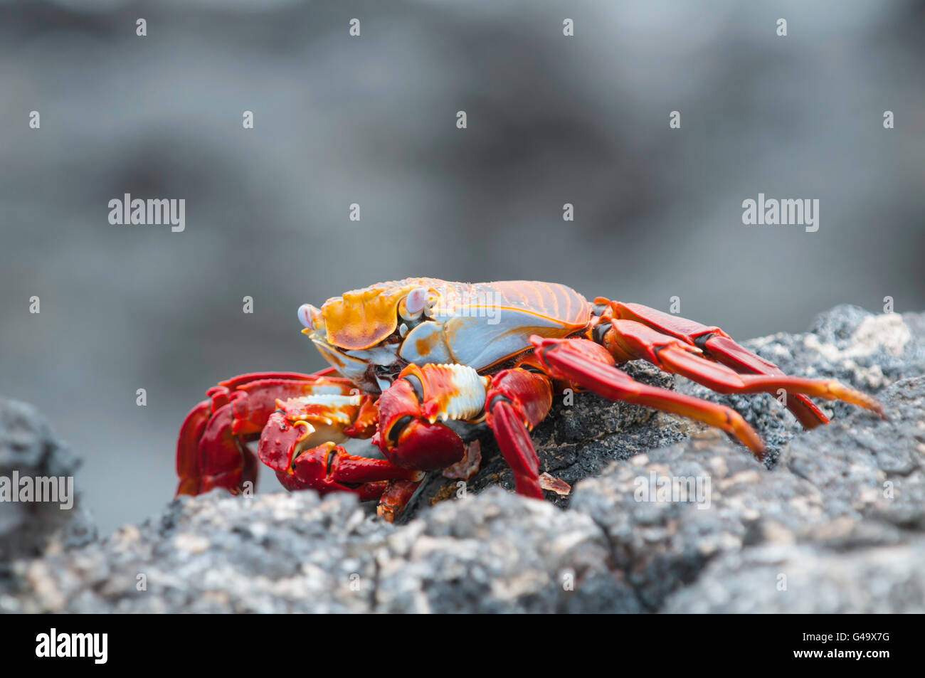 Sally lightfoot crab, Grapsus grapsus, Sombrero Chino Island, Galapagos ...