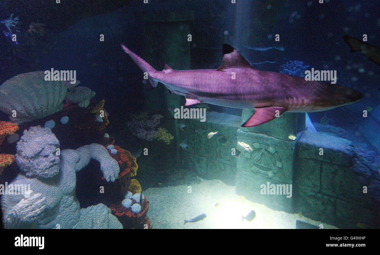 A Shark is released into the world's first Lego-themed aquarium tank at ...