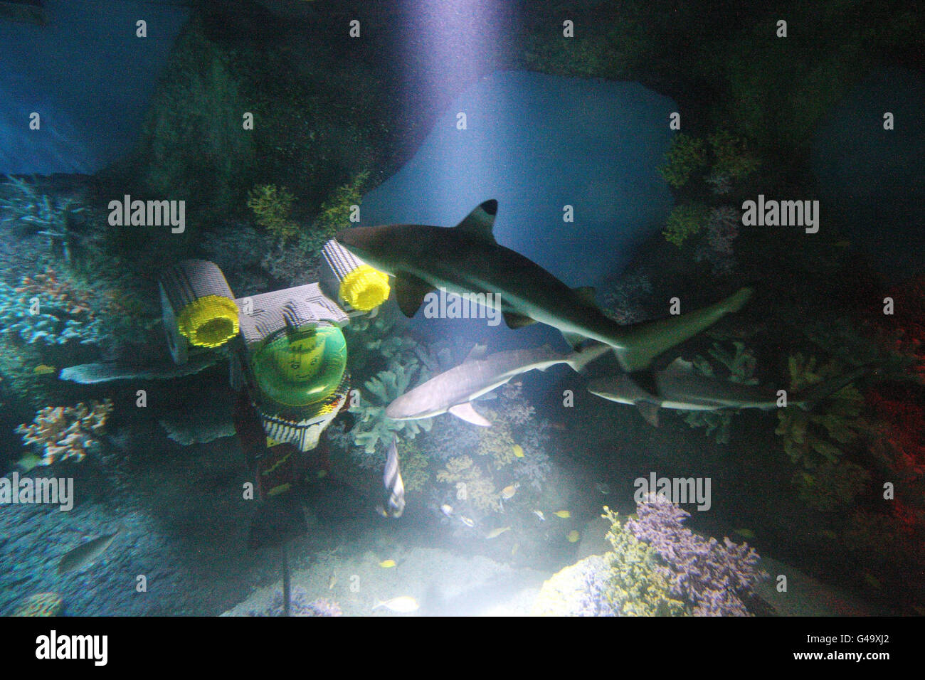 A Shark is released into the world's first Lego-themed aquarium tank at ...