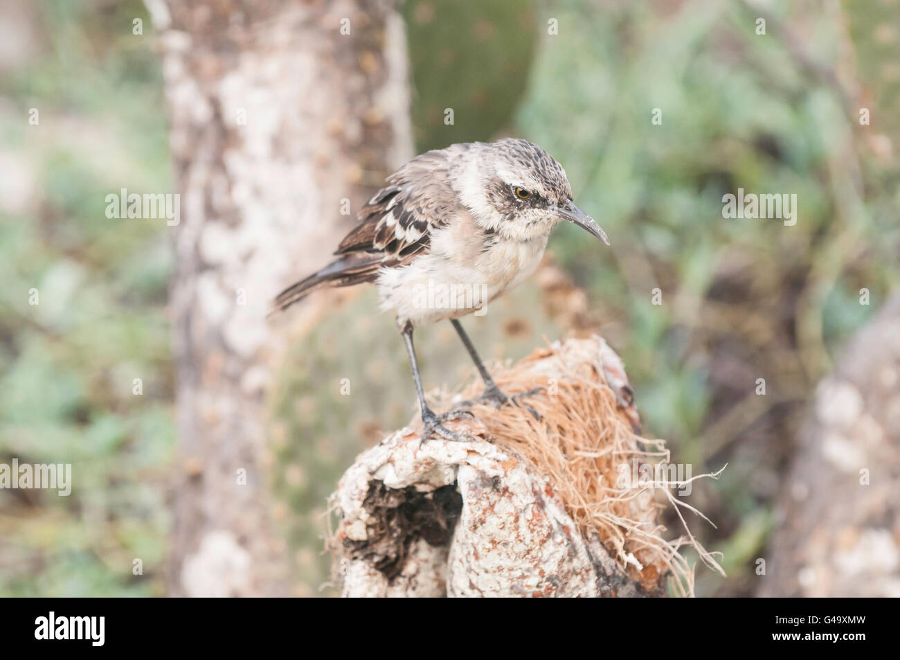 Galapagos Mockingbird, Mimus (Nesomimus) parvulus, Isla Genovesa ...