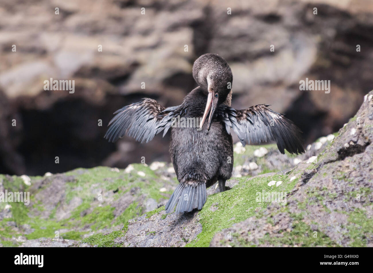 Flightless (Galapagos) Cormorant, Phalacrocorax harrisi, Isla Isabela ...