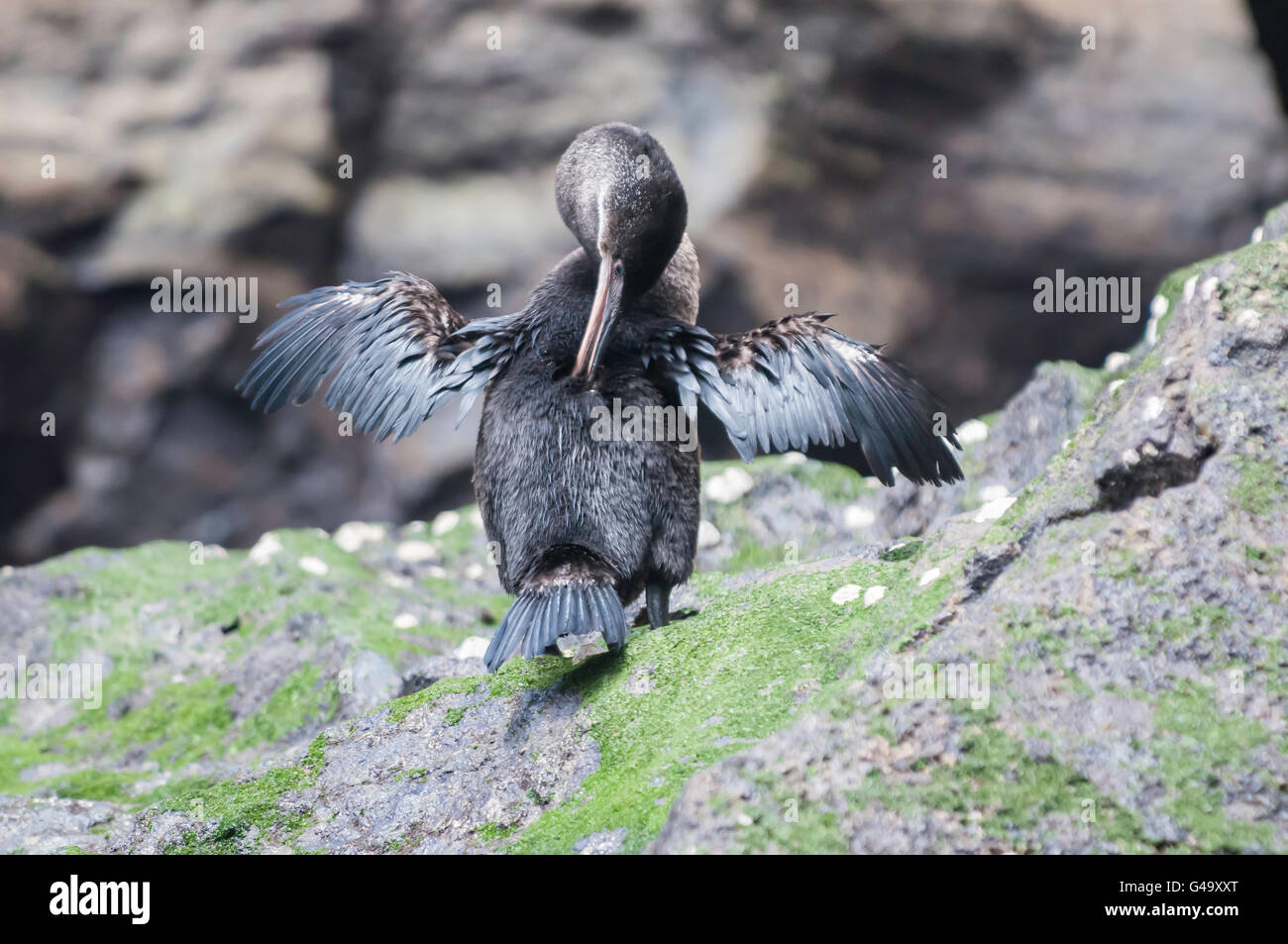 Flightless (Galapagos) Cormorant, Phalacrocorax harrisi, Isla Isabela ...