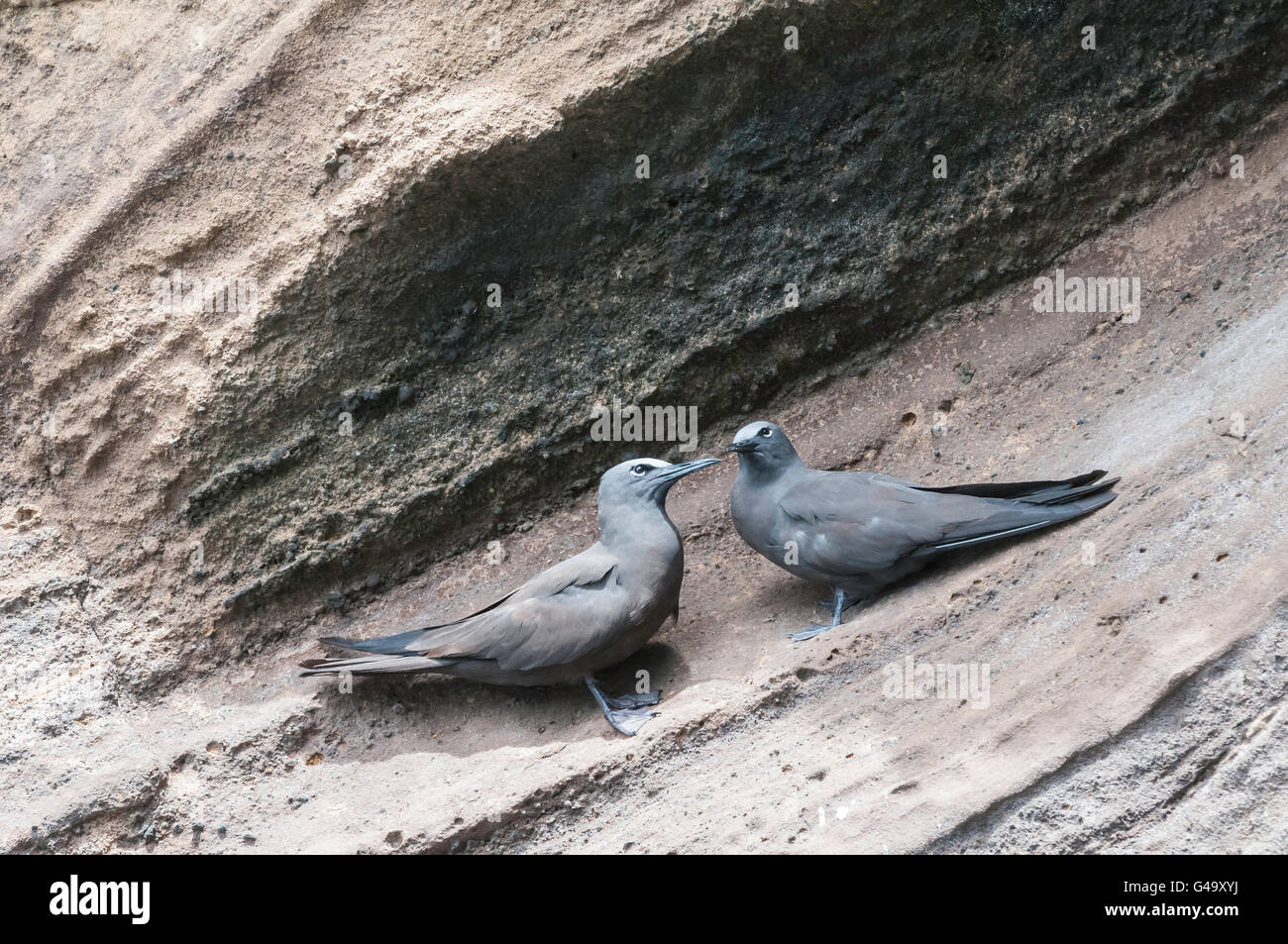Brown Noddy, Anous stolidus, Isla Isabela, Galapagos Islands, Ecuador ...
