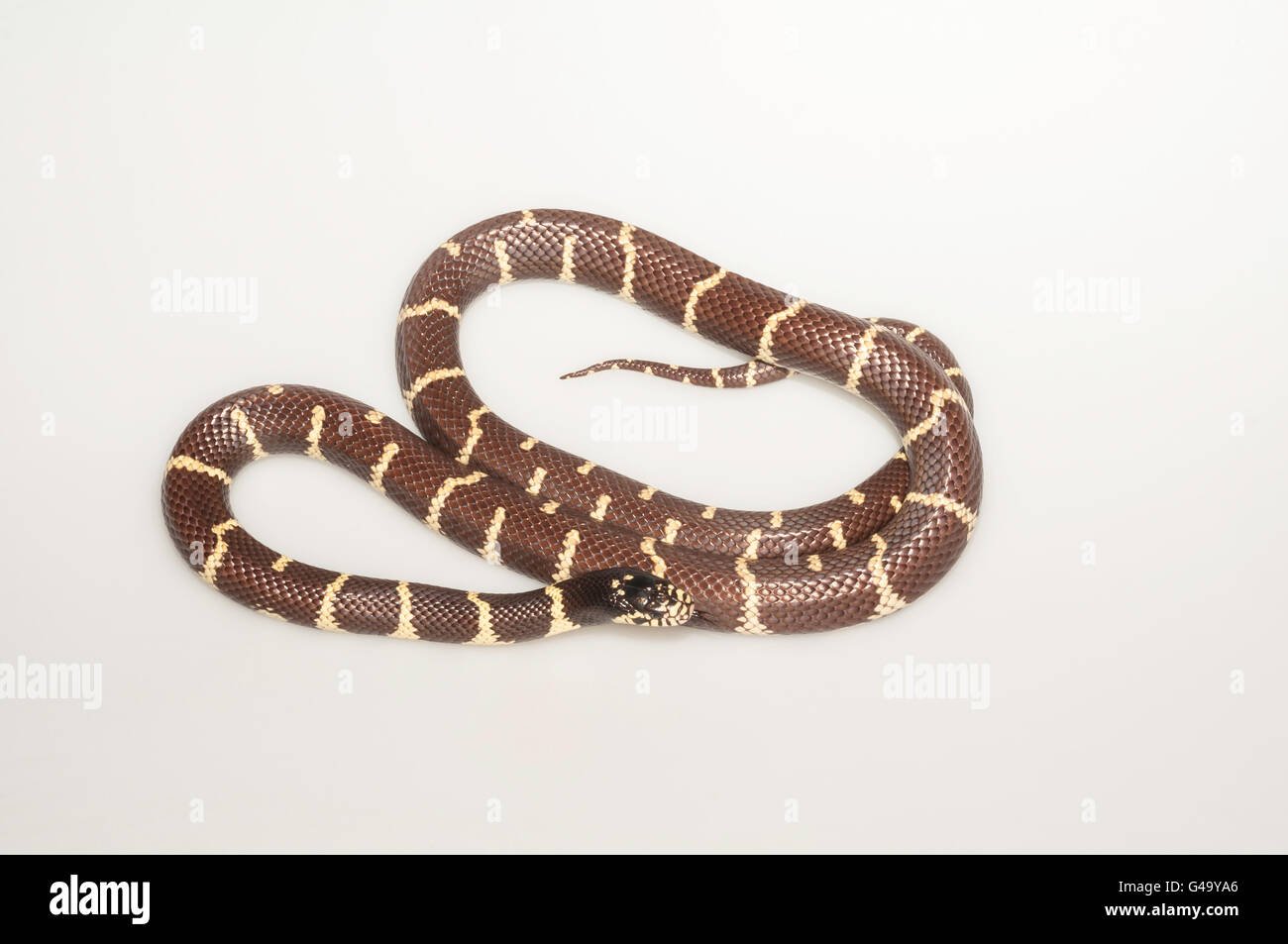 California kingsnake, coastal phase, banded pattern, Lampropeltis ...