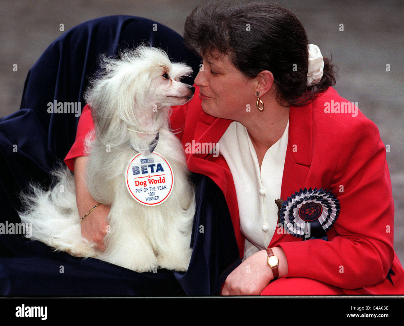 Winner beta dog world pup year hi-res stock photography and images - Alamy