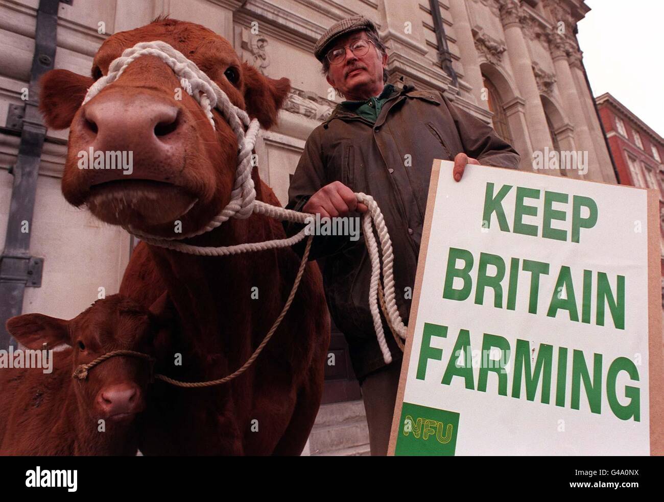 Farmer Chris Smallwood, from Devon, with Mayflower the cow and calf ...