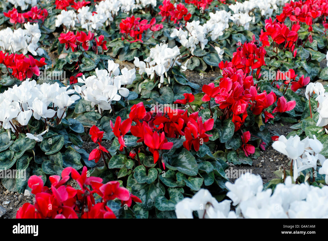 Red and white cyclamen plants hi-res stock photography and images - Alamy