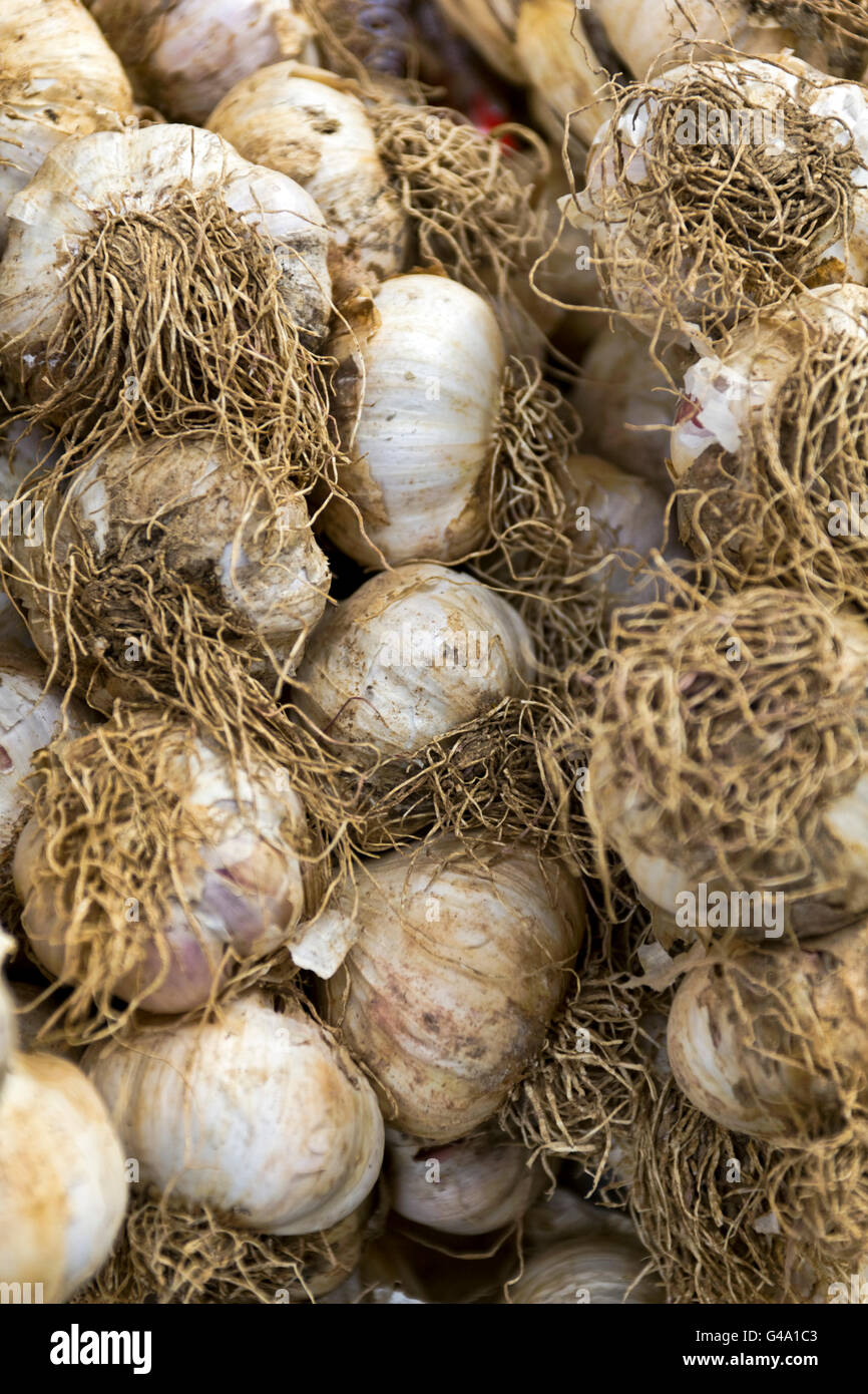 Fresh garlic, Campania, Italy, Europe Stock Photo - Alamy