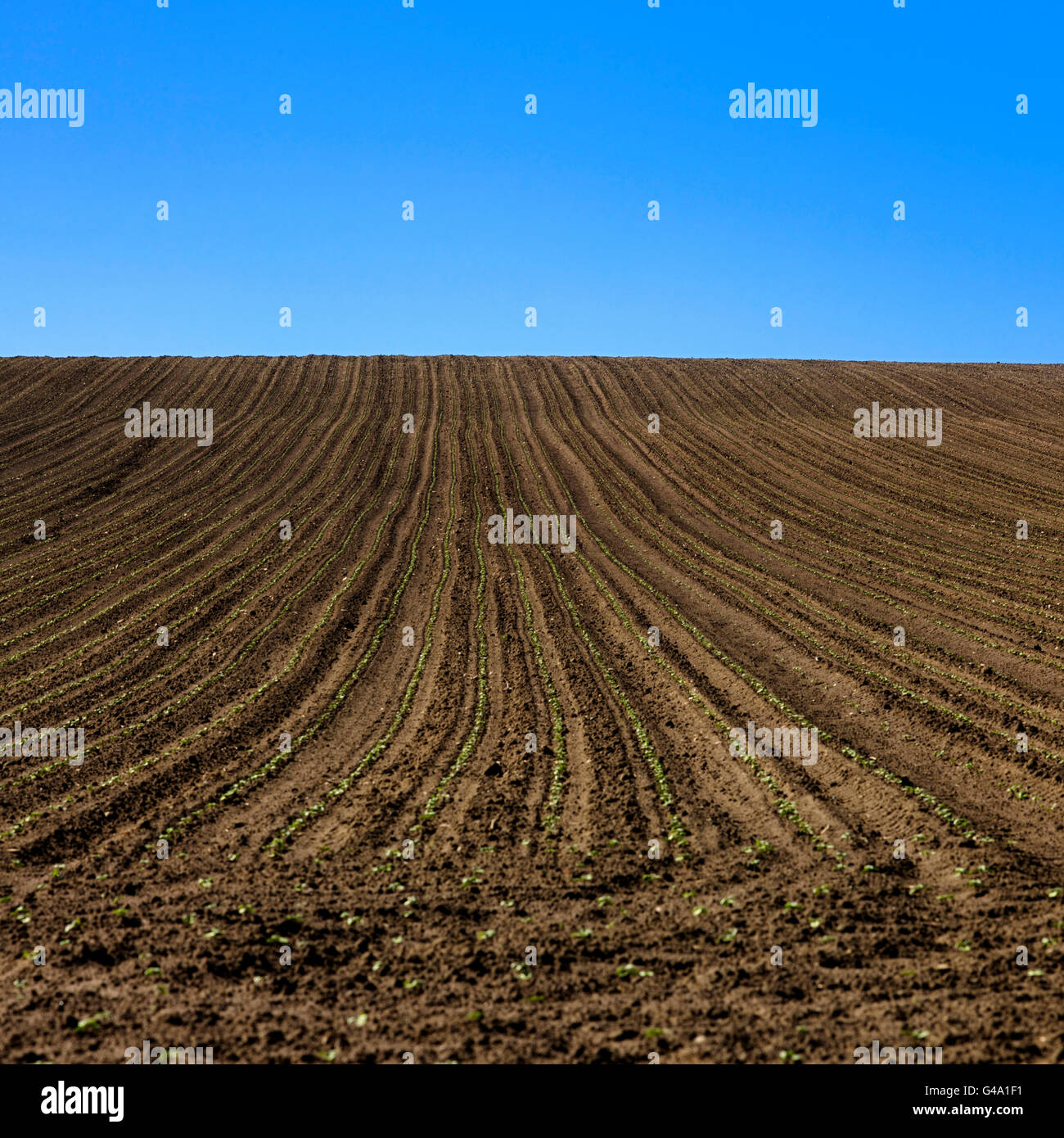 Sprouting field of sunflowers, Auvergne, France, Europe Stock Photo - Alamy