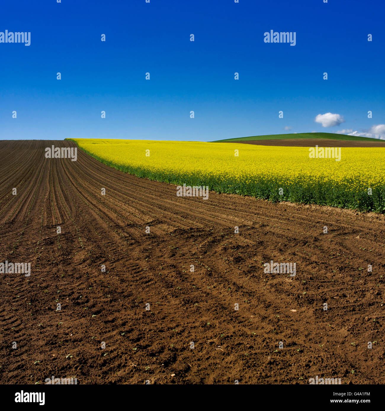 Sprouting field of sunflowers and field of rape, Auvergne, France ...