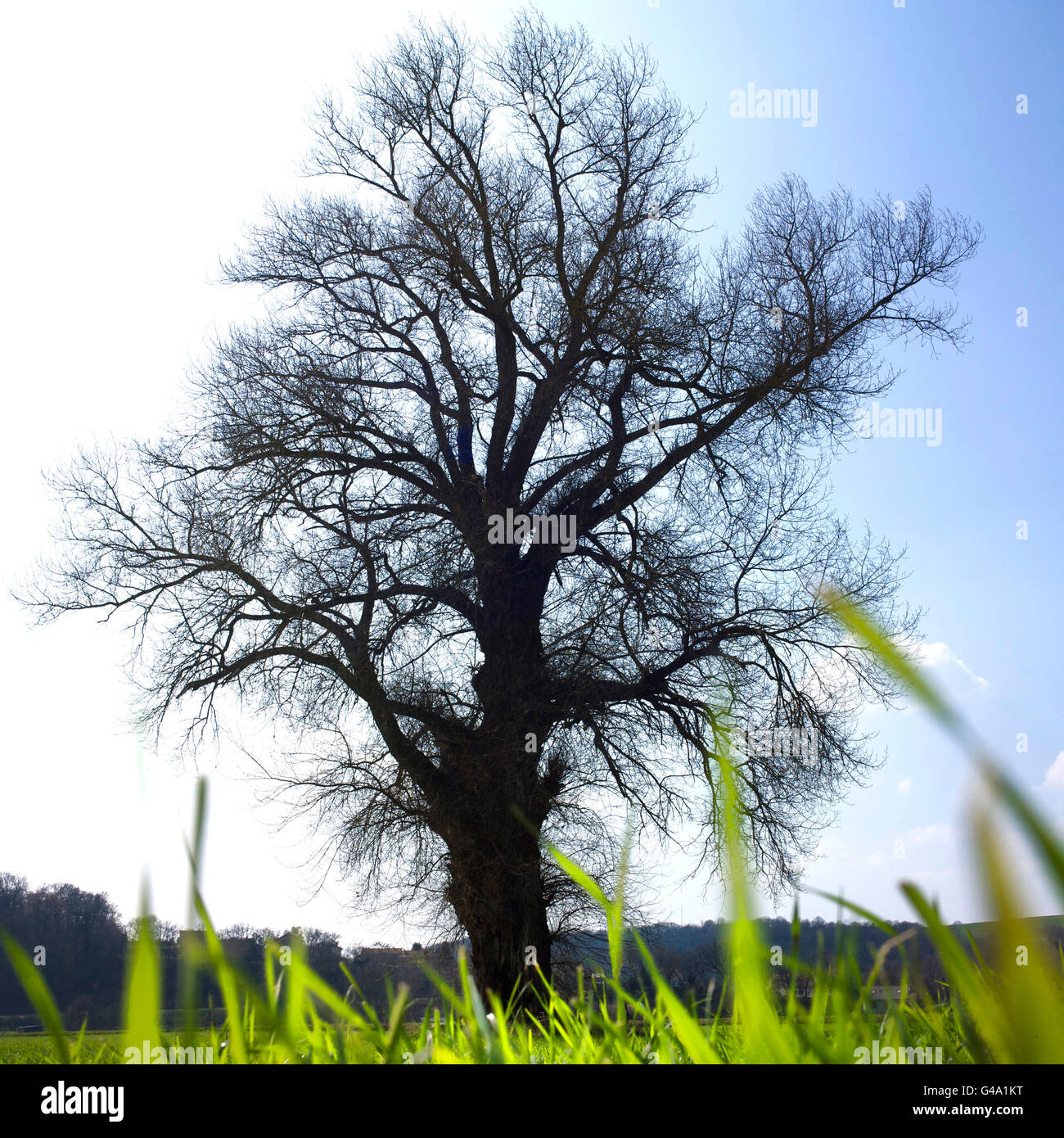 Oak quercus sp trees hi-res stock photography and images - Alamy