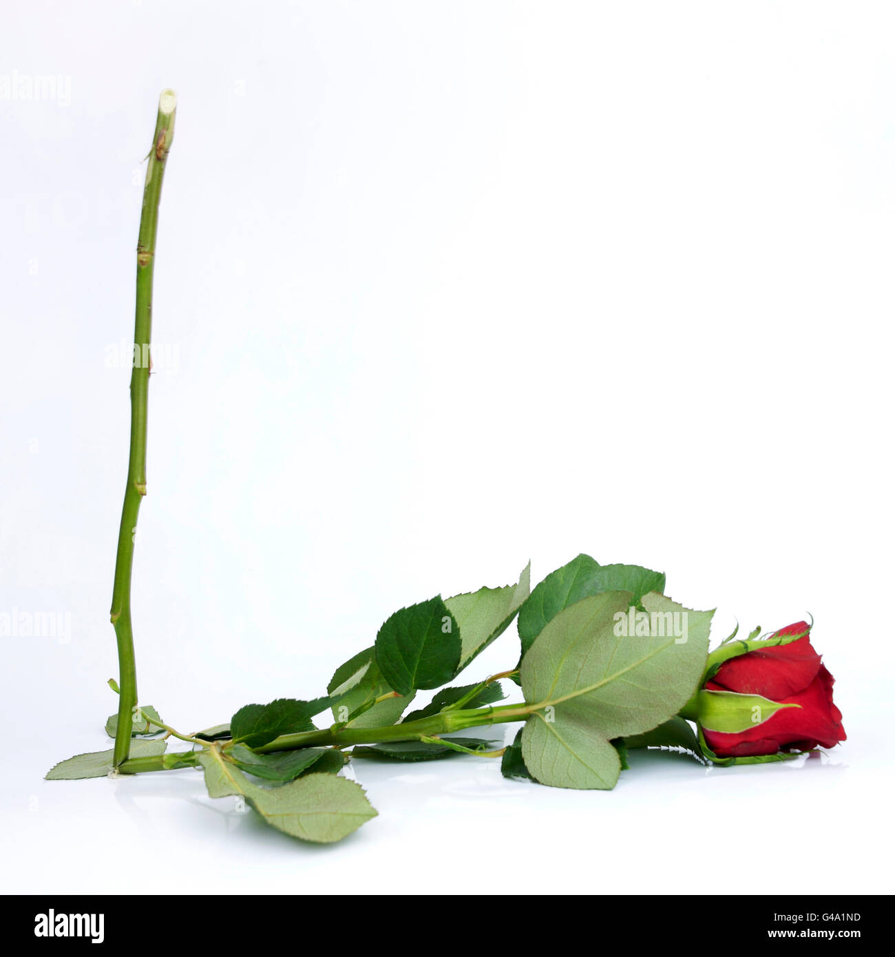 Red rose (Rosa) with broken stalk Stock Photo - Alamy