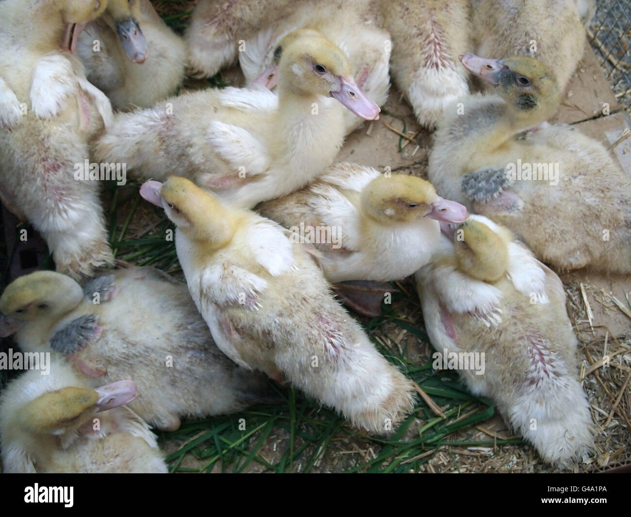 Ducklings, France, Europe Stock Photo - Alamy