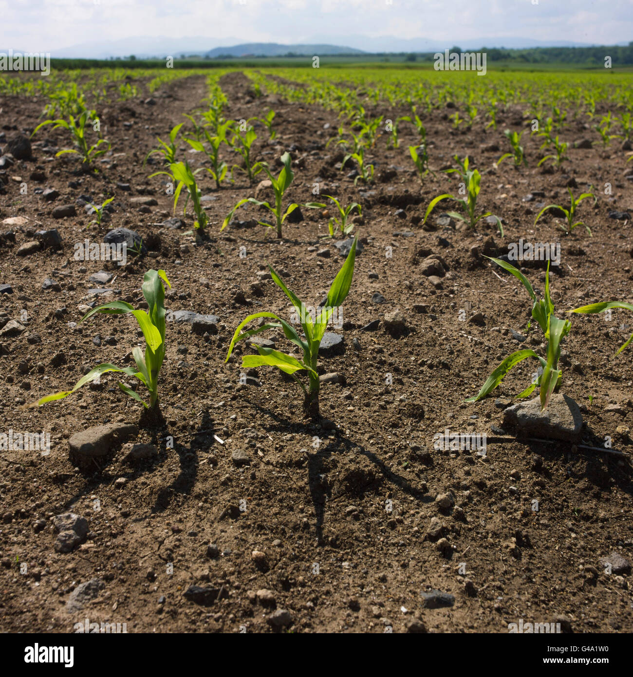 Maize field, Auvergne, France, Europe Stock Photo - Alamy
