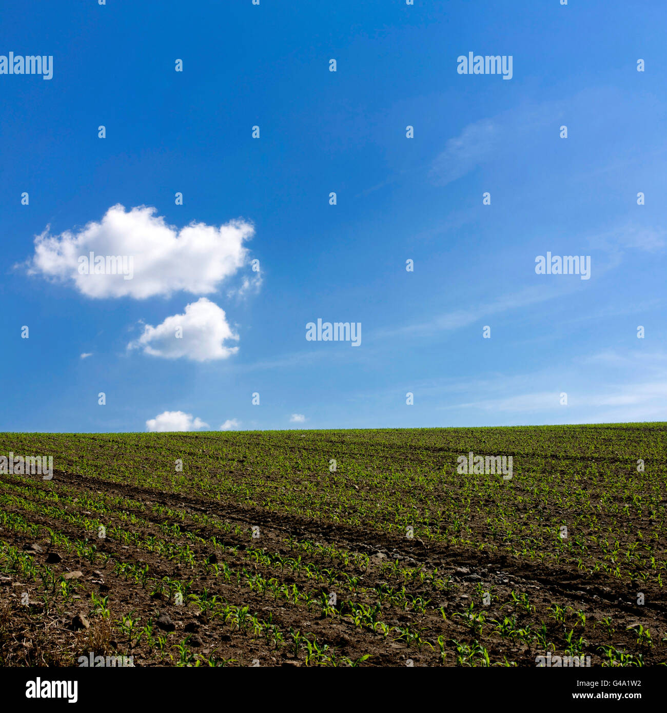 Maize field, Auvergne, France, Europe Stock Photo - Alamy