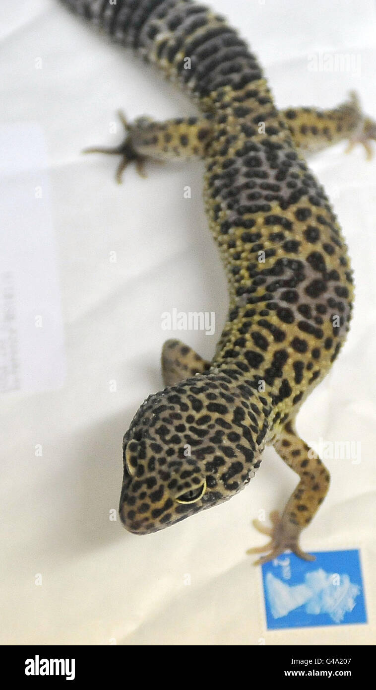 Animals gecko general view gv mangrr hi-res stock photography and ...