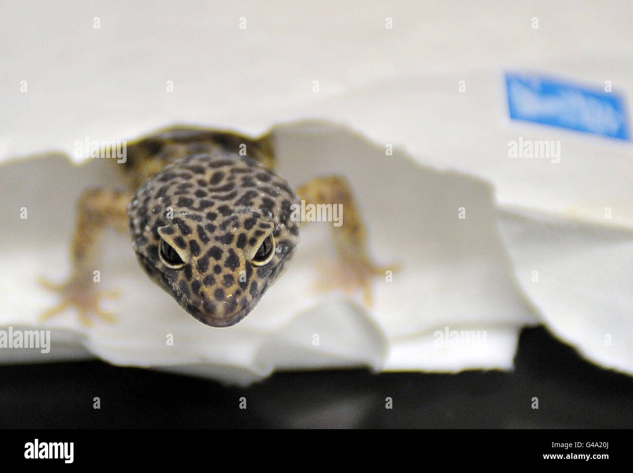 Sahara the leopard Gecko who has turned up safe and well after hitching ...