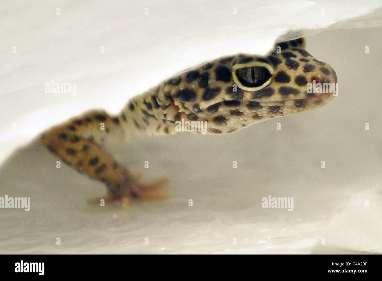 News animals gecko hi-res stock photography and images - Alamy