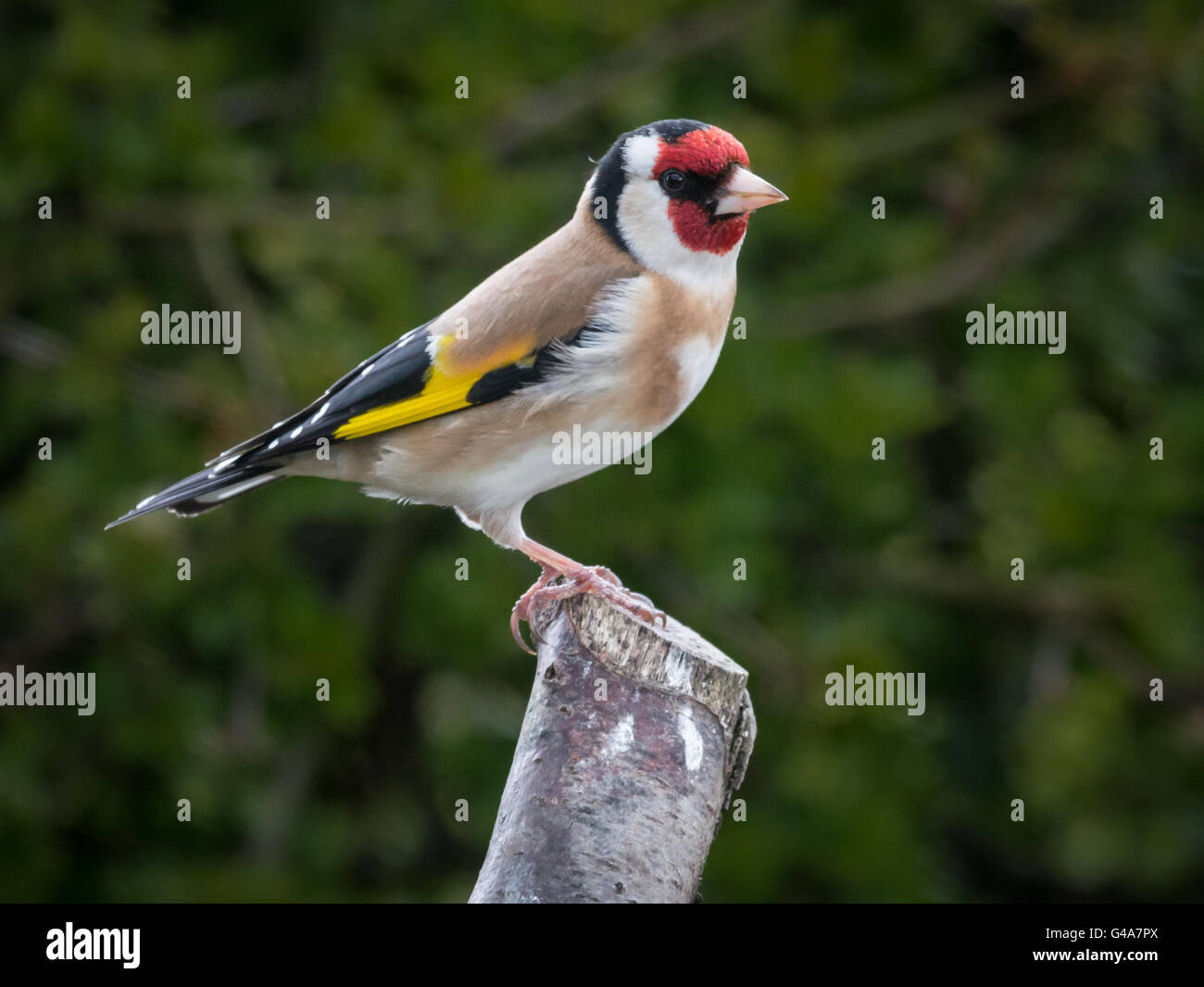 Goldfinch uk hi-res stock photography and images - Alamy