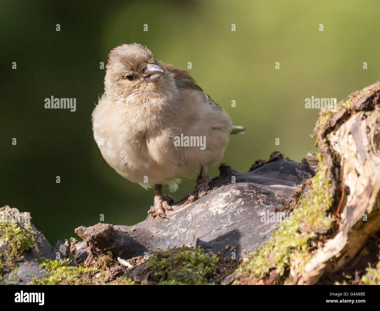 Chaffinch juvenile female on tree stump perch Stock Photo - Alamy