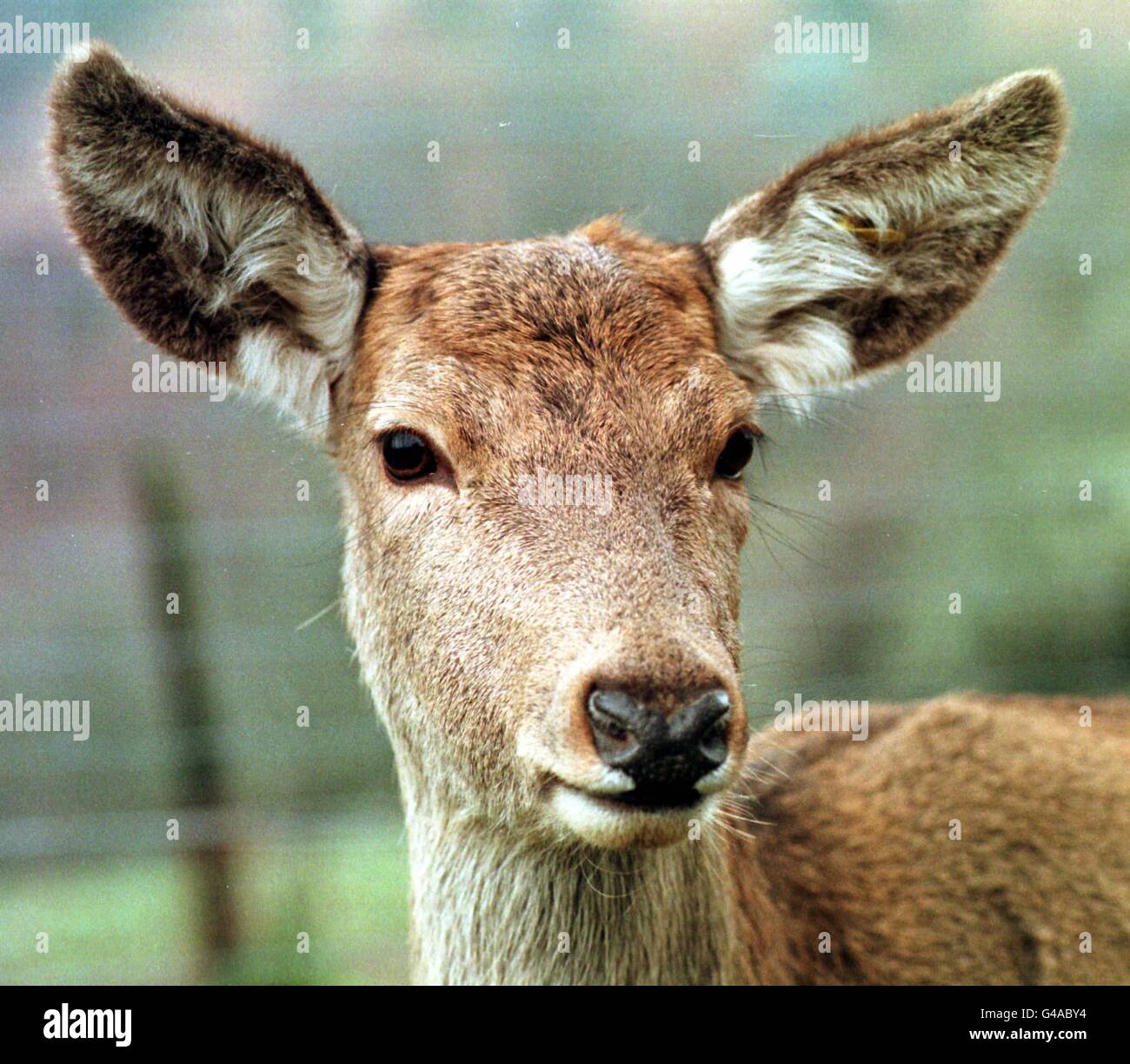 Who the manager of a deer farm in devon hi-res stock photography and ...