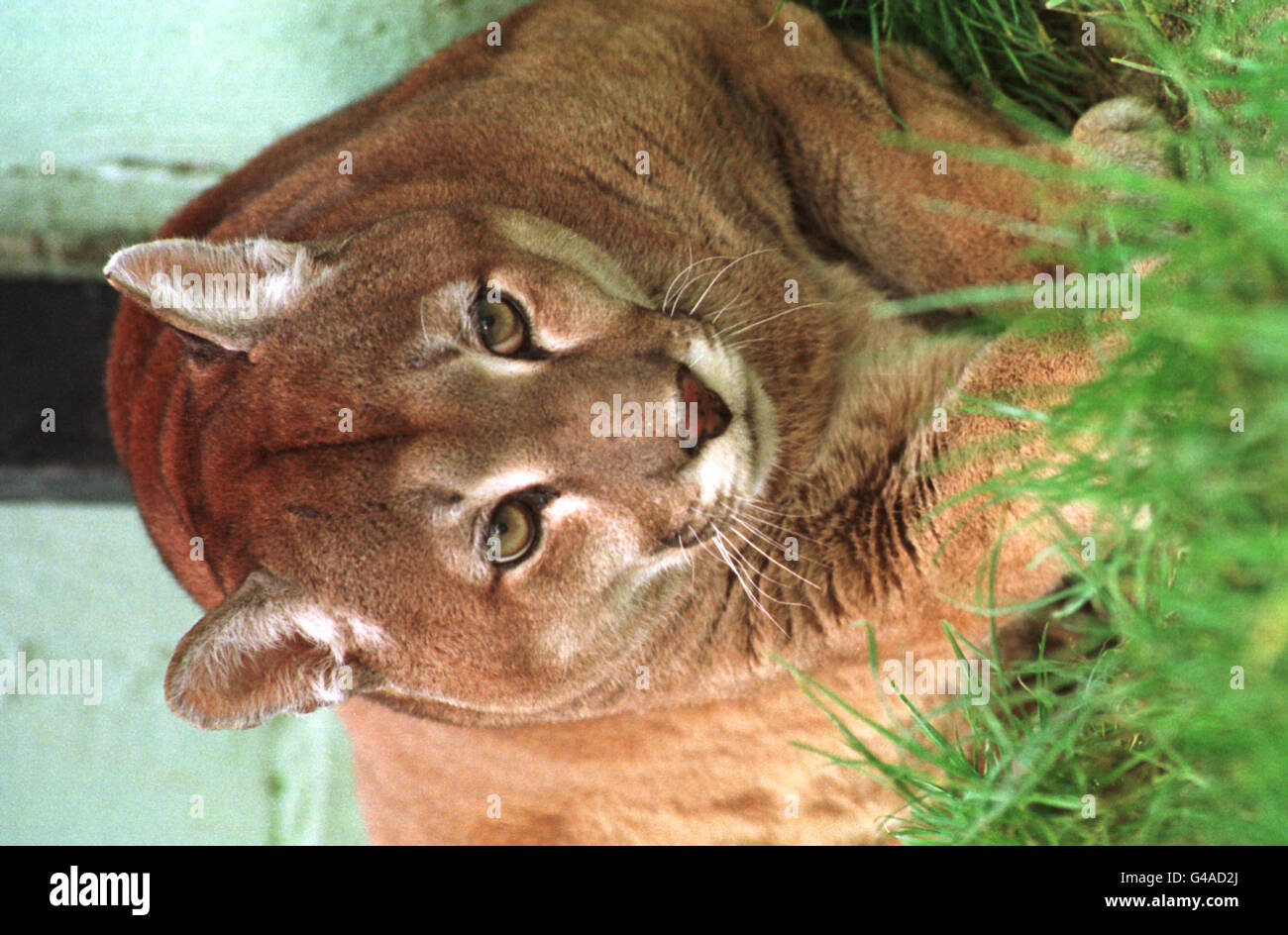 A seven year old male puma called "Shane", who weighs 250lbs, at ...