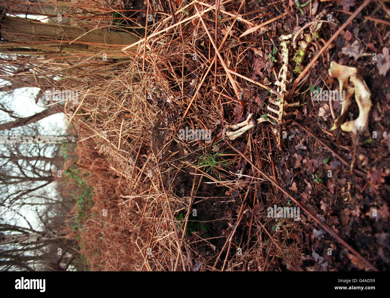 LIONESS Deer Carcass Stock Photo - Alamy