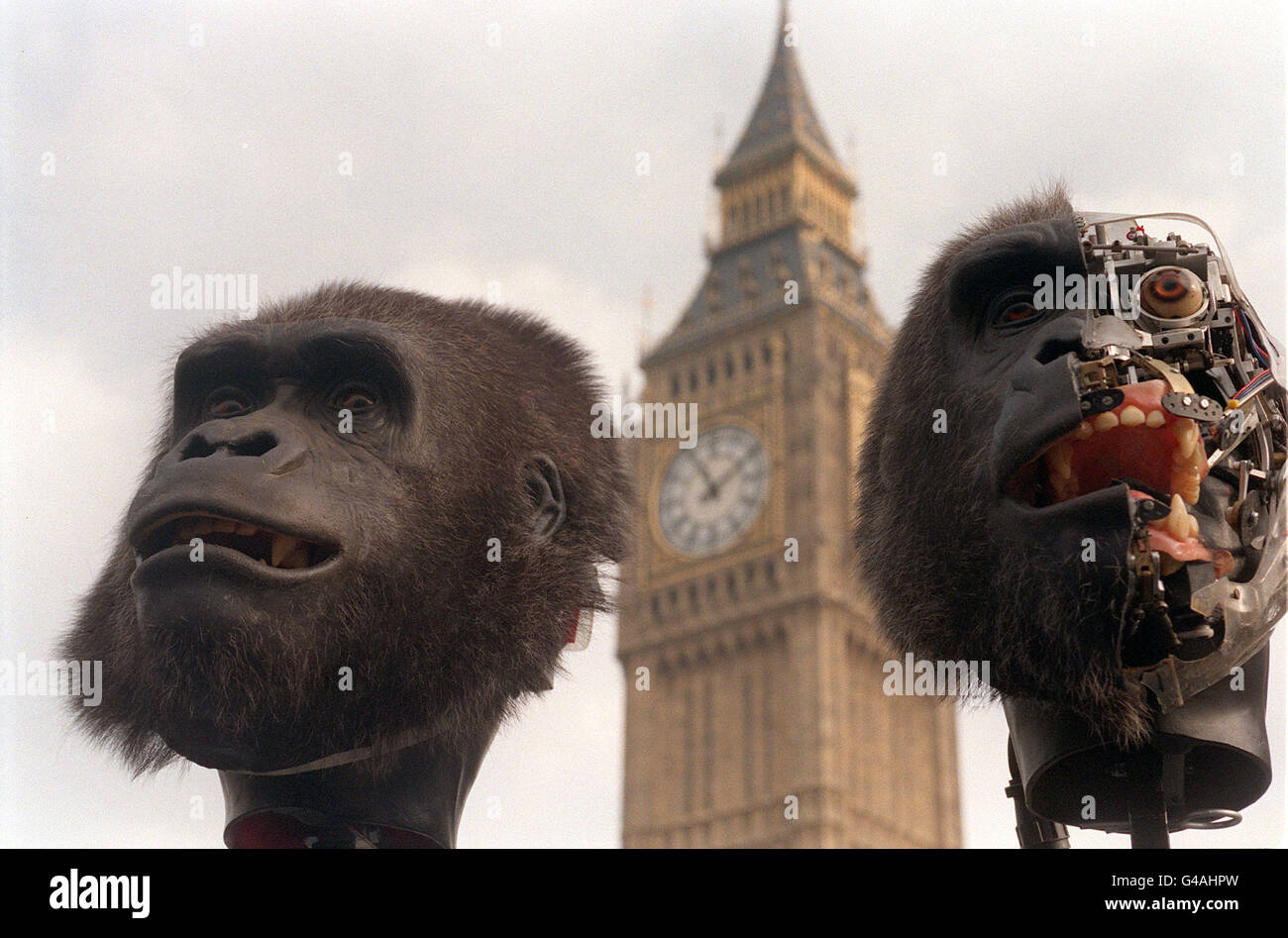 Gorilla gorilla go hi-res stock photography and images - Alamy