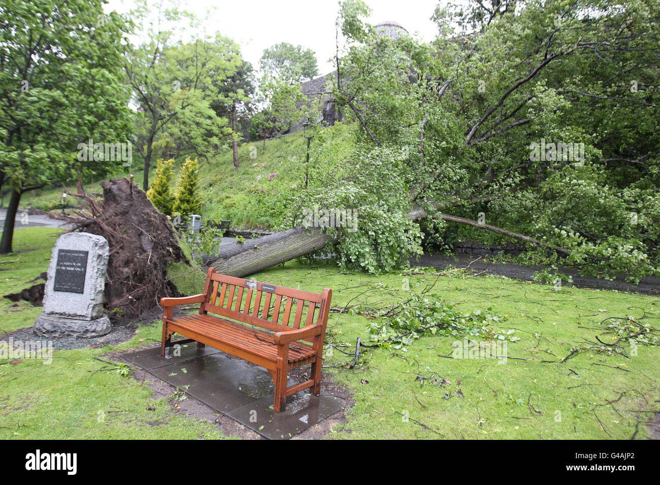A fallen tree in Stirling town centre, as high winds brought chaos to ...