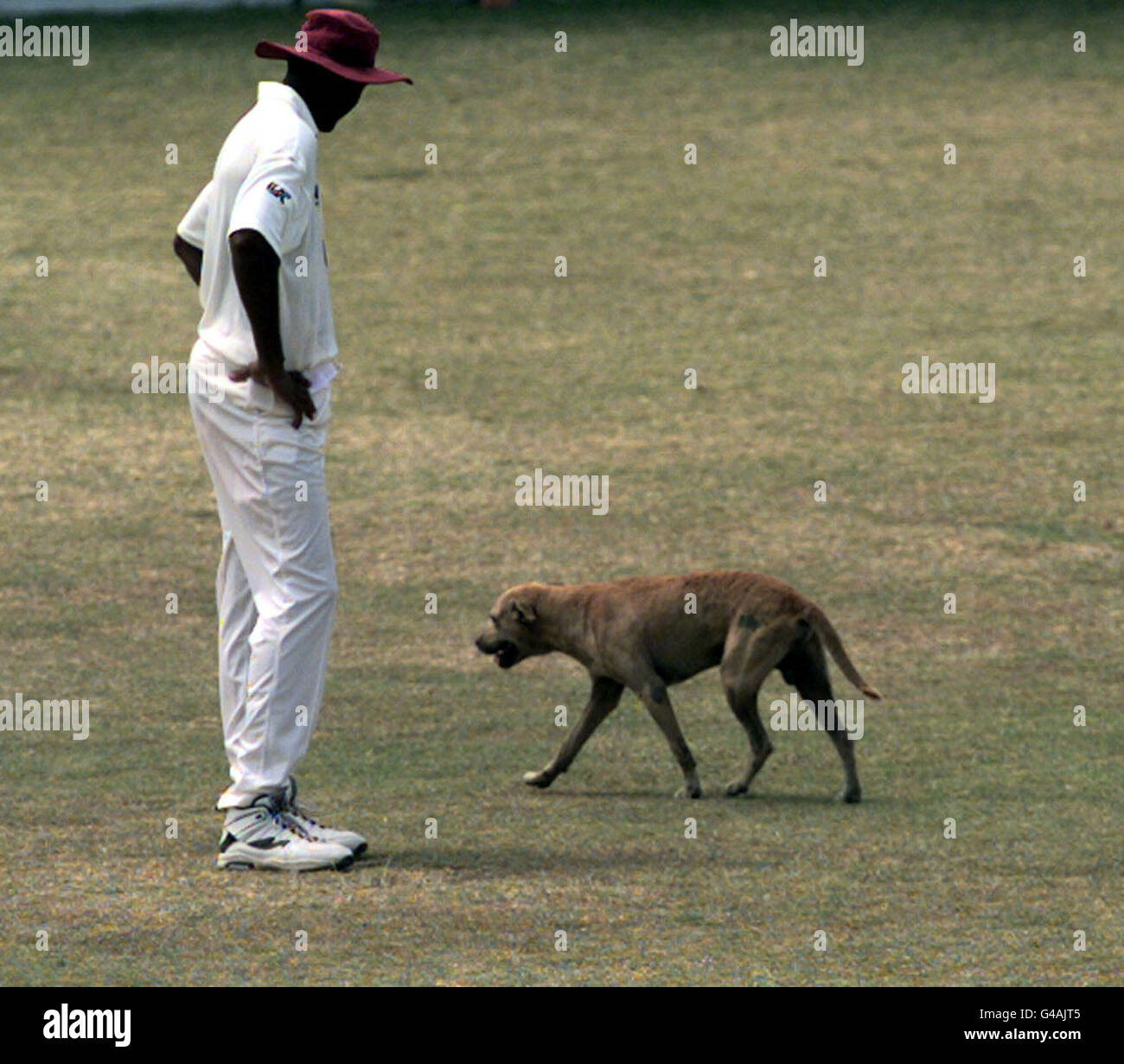 CRICKET/Walsh & dog Stock Photo - Alamy