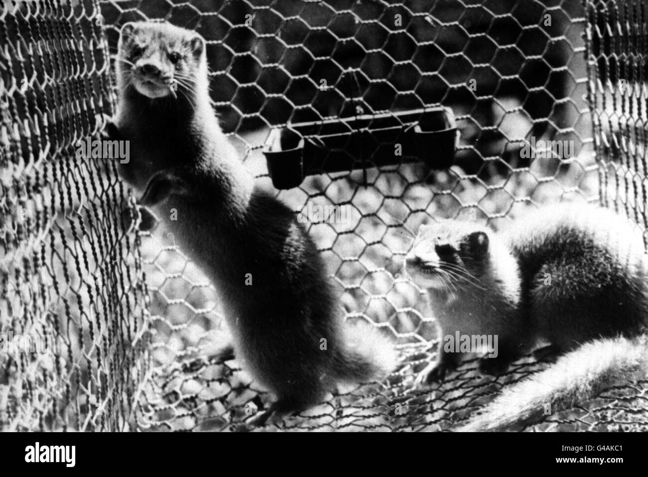 Mink cage hi-res stock photography and images - Alamy