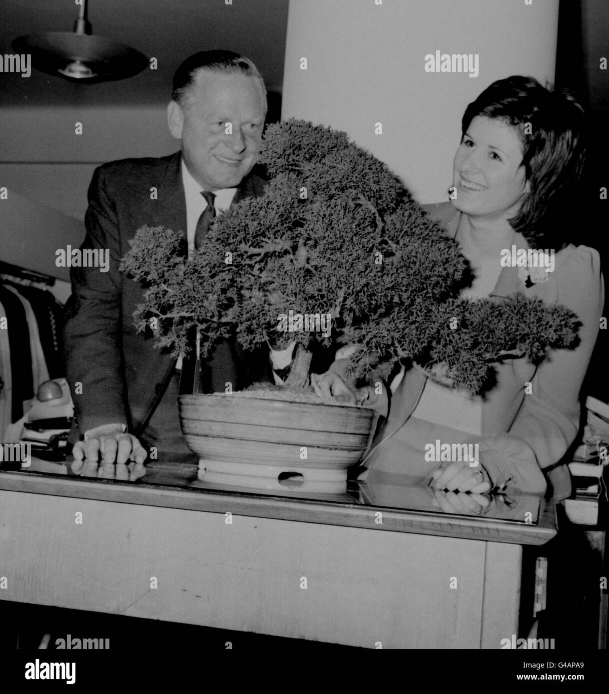 THE REAL THING, A 150 YEAR OLD TREE, KEPT TO MINIATURE PROPORTION BY ...