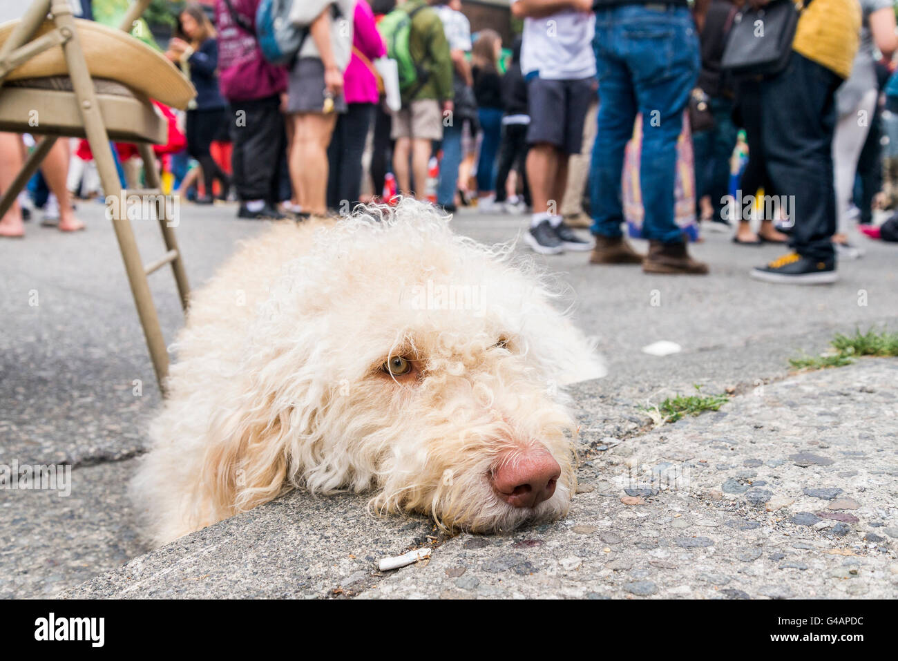 Bored dog rests head on curb hi-res stock photography and images - Alamy