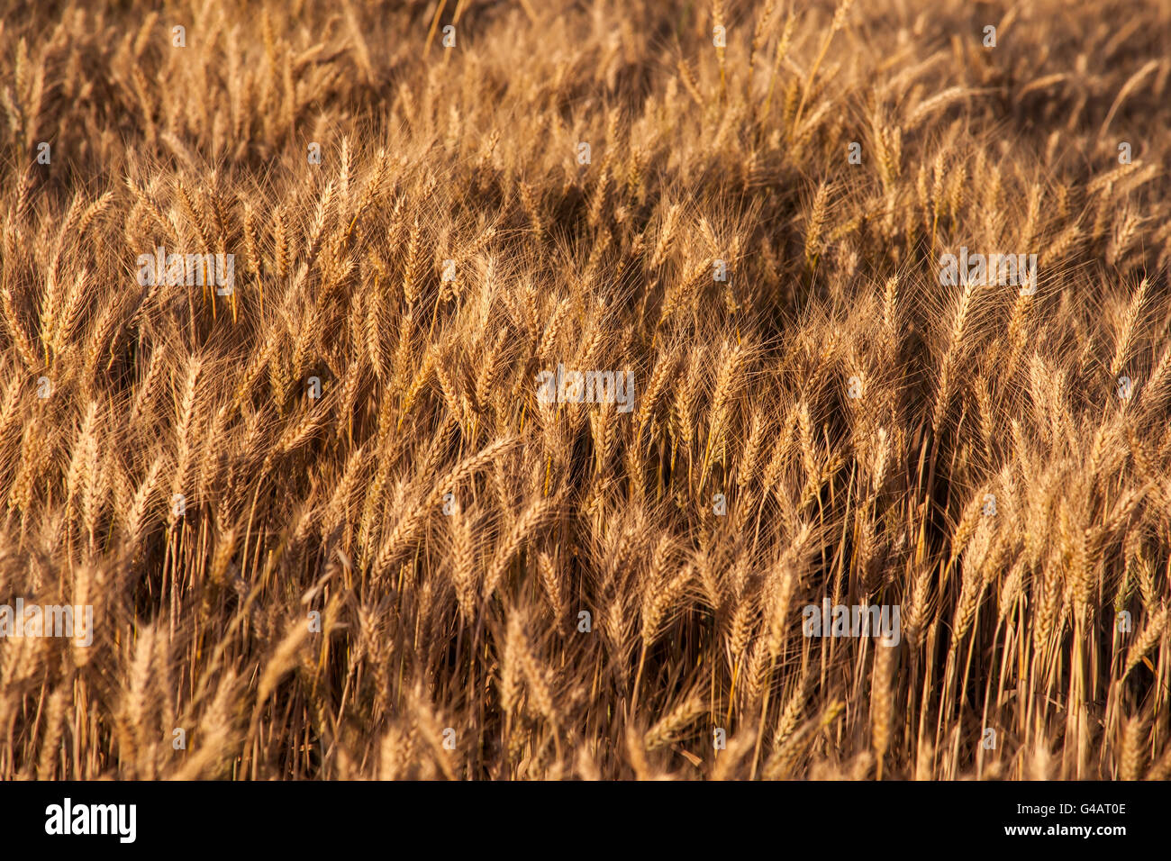 crop wheat grain seed Stock Photo - Alamy