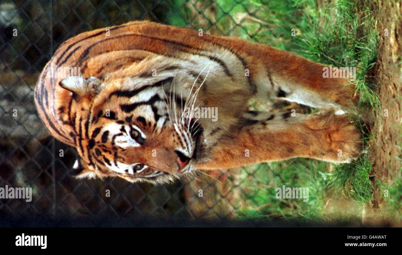 Rajah the 500lb four-year-old Bengal tiger, who yesterday attacked ...