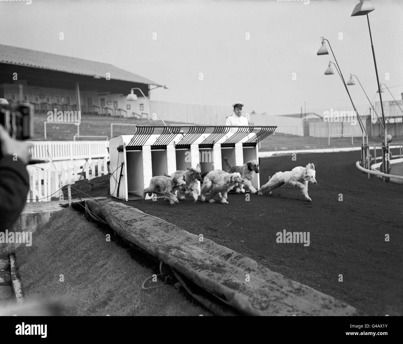 Dog Racing - Afghan Hounds Training - New Cross Stadium Stock Photo - Alamy