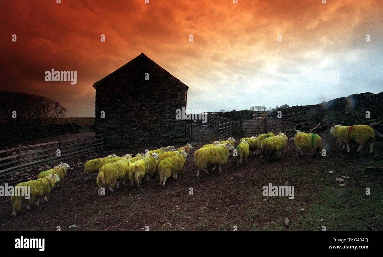 POLICE Sheep 2 Stock Photo - Alamy