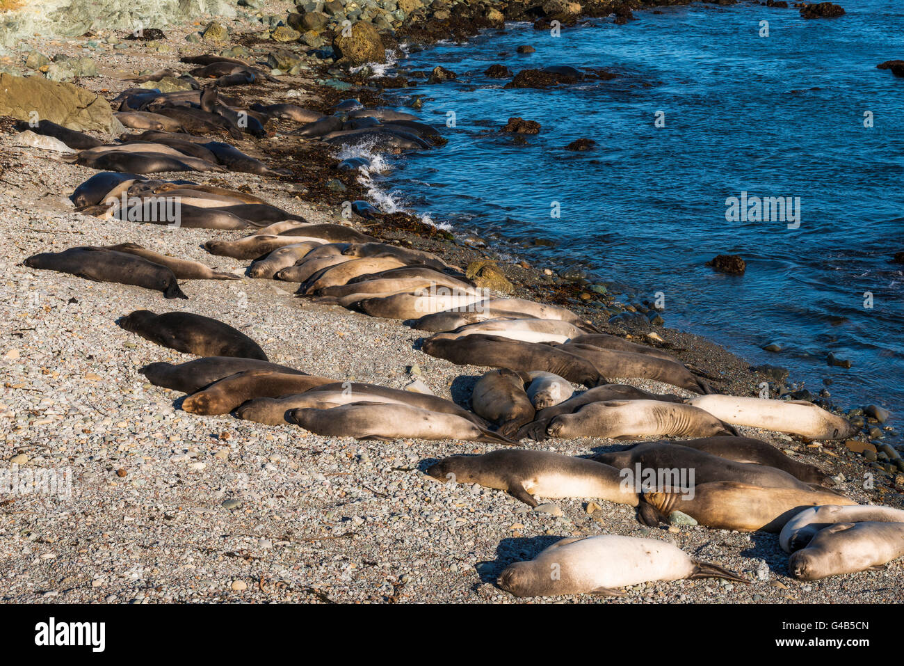 Northern elephant seals at Piedras Blancas elephant seal rookery, San ...
