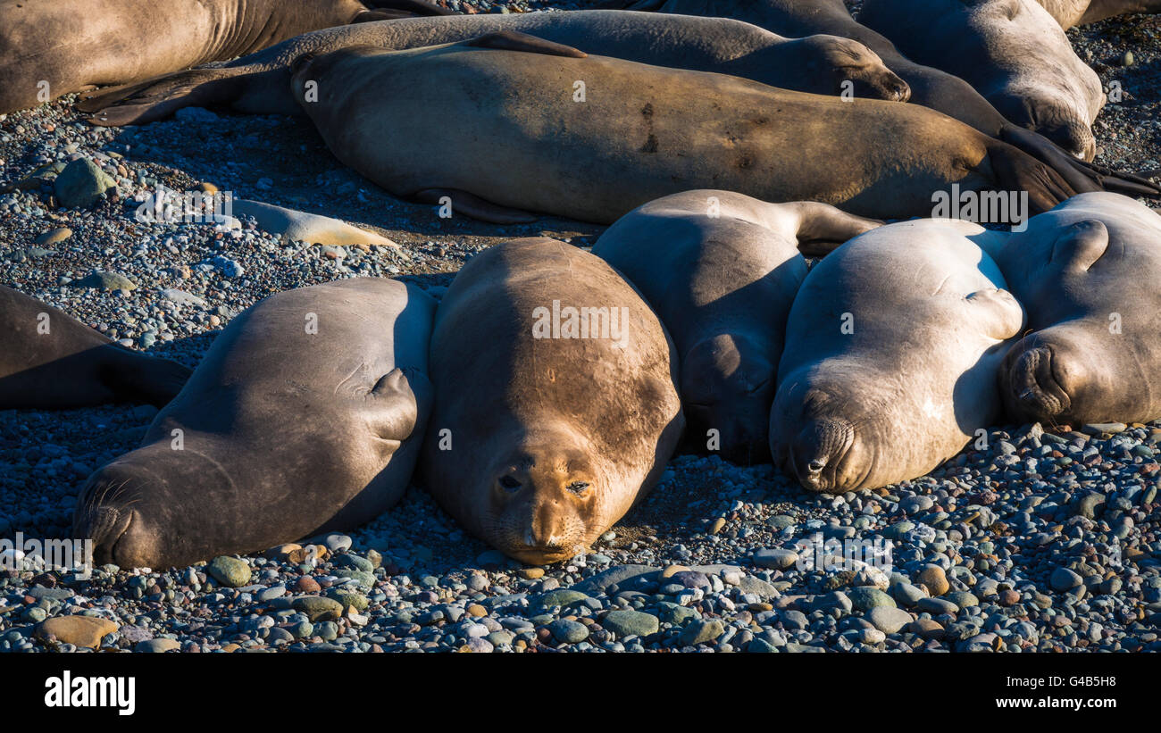 Northern elephant seals at Piedras Blancas elephant seal rookery, San ...