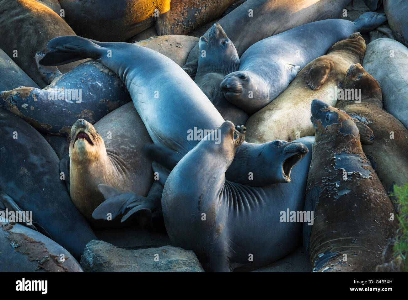 Northern elephant seals at Piedras Blancas elephant seal rookery, San ...
