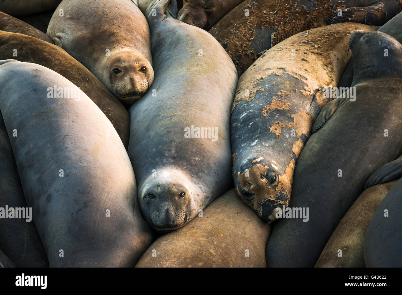 Northern elephant seals at Piedras Blancas elephant seal rookery, San ...