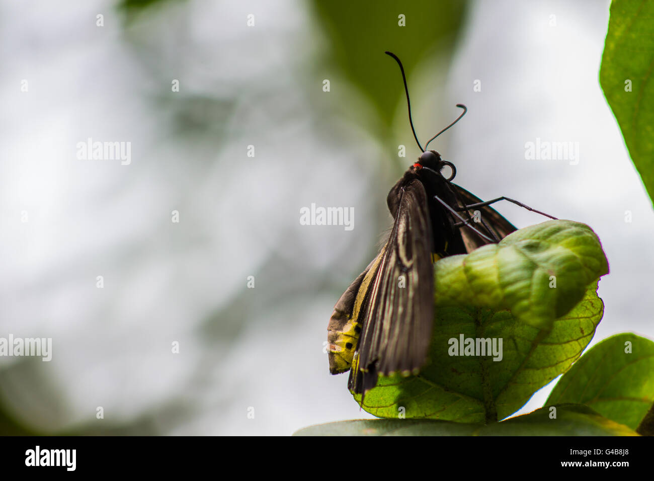 butterfly Troides aeacus Stock Photo - Alamy
