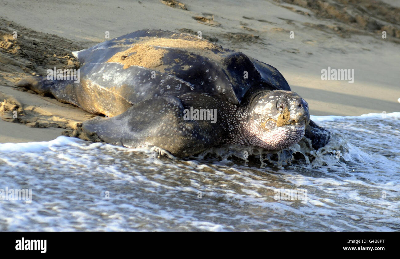Leatherback sea turtle nesting Stock Photo - Alamy