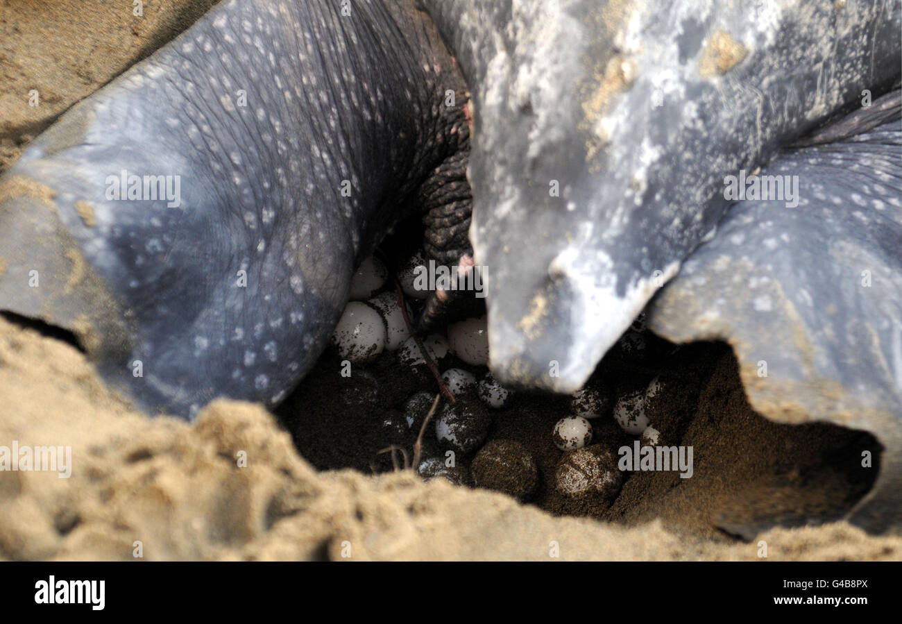 Leatherback sea turtle nesting Stock Photo - Alamy