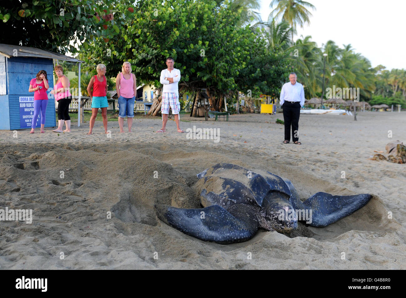 Leatherback sea turtle nesting Stock Photo - Alamy