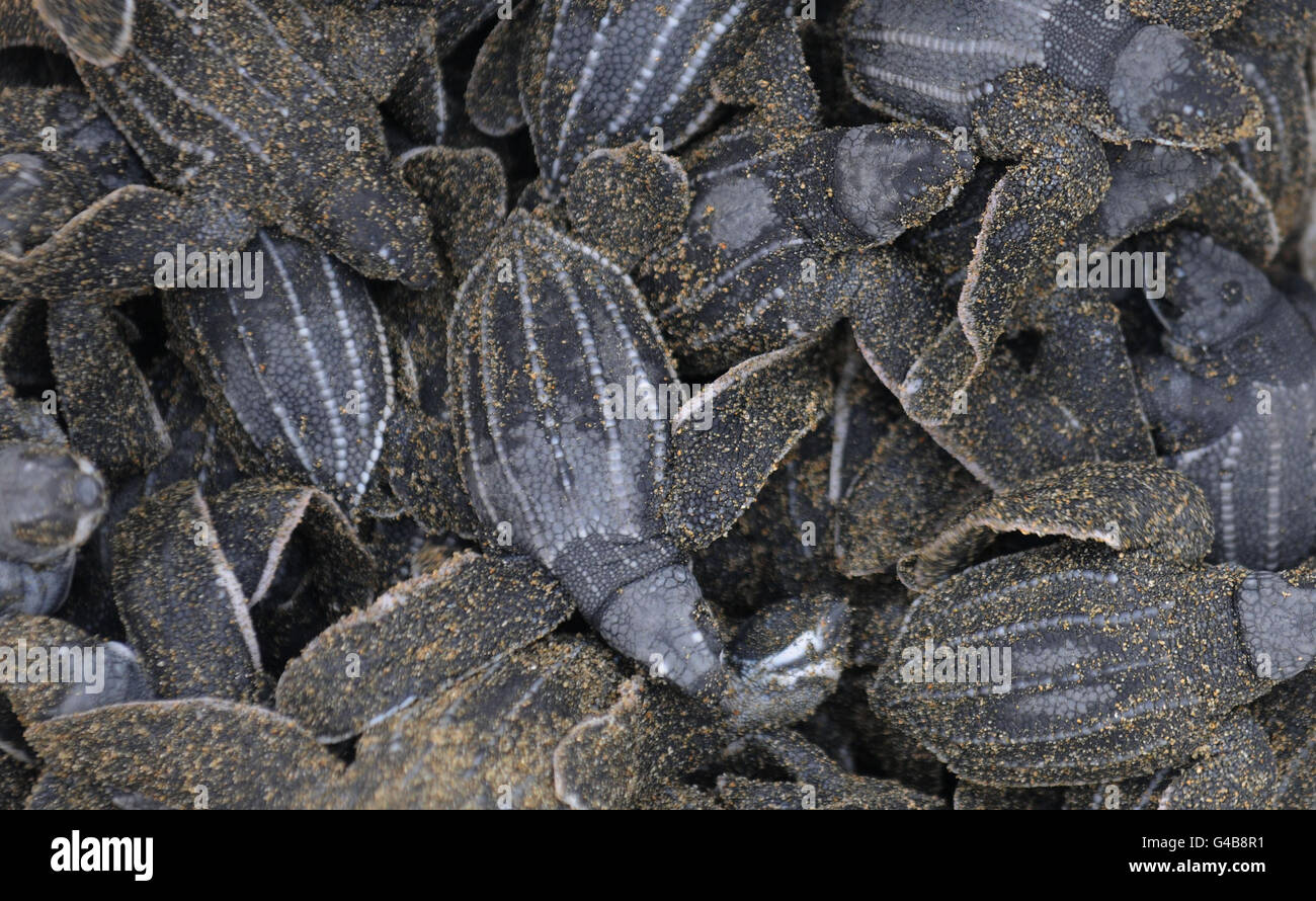 Leatherback sea turtle nesting Stock Photo - Alamy