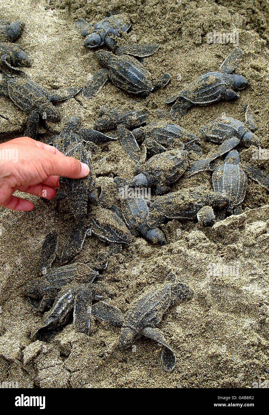 Leatherback sea turtle nesting Stock Photo - Alamy