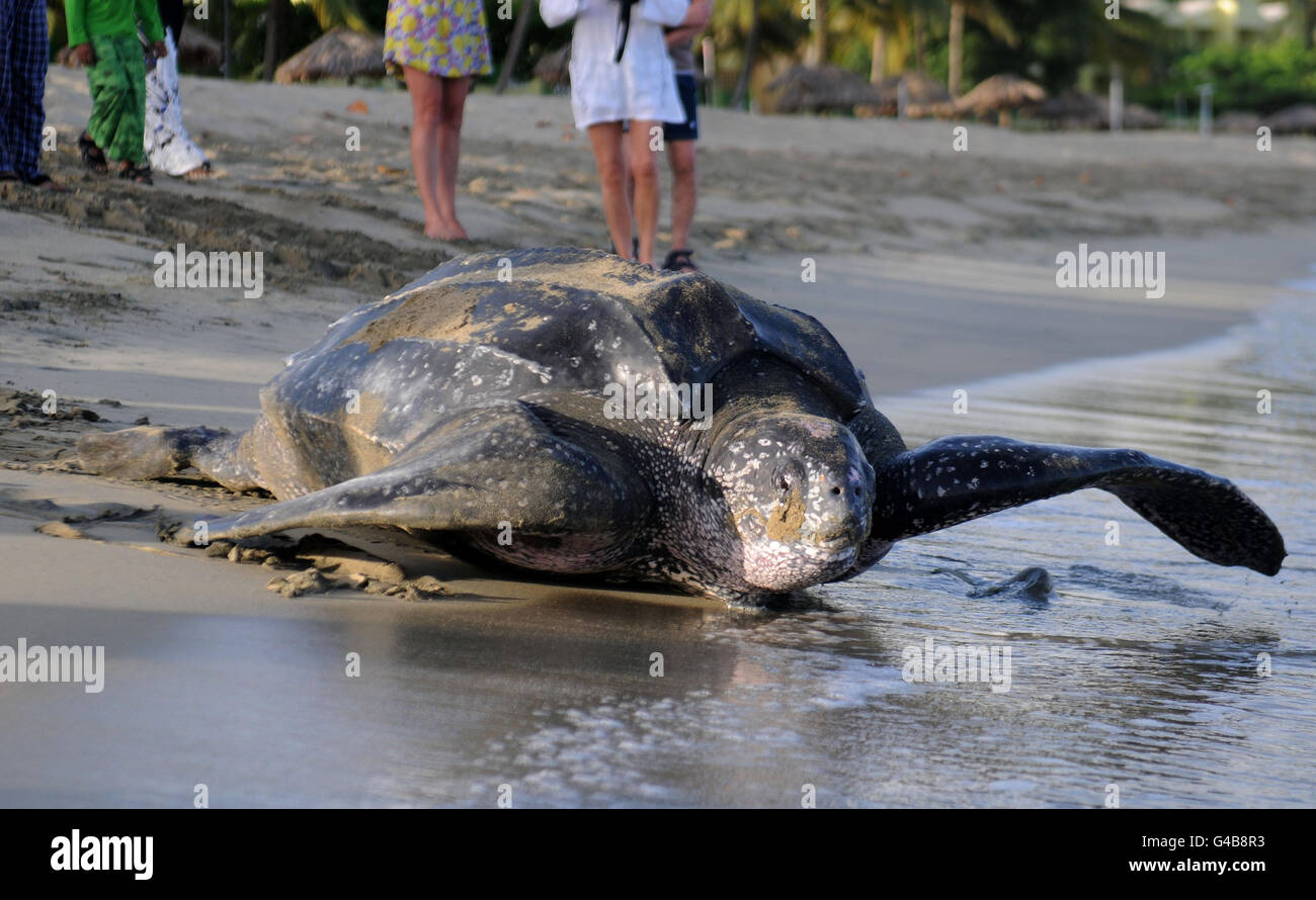 Largest Turtle In The World 2022