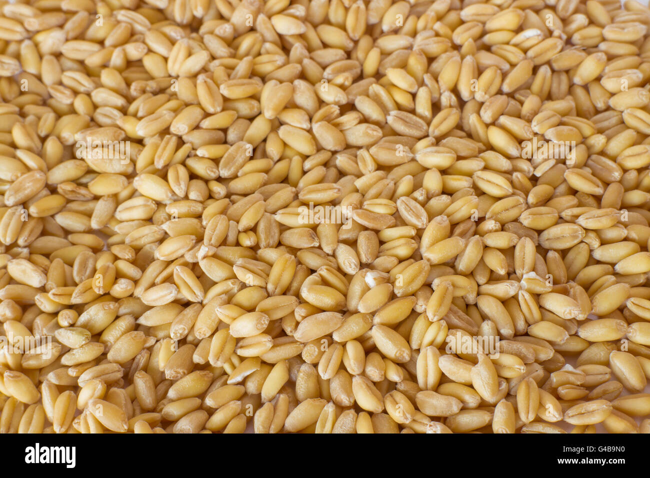 Germinated brown rice or GABA-rice, medicinal properties Stock Photo ...