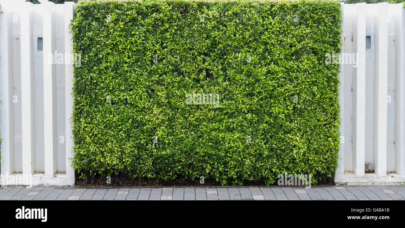 Natural green wall with pavement Stock Photo - Alamy